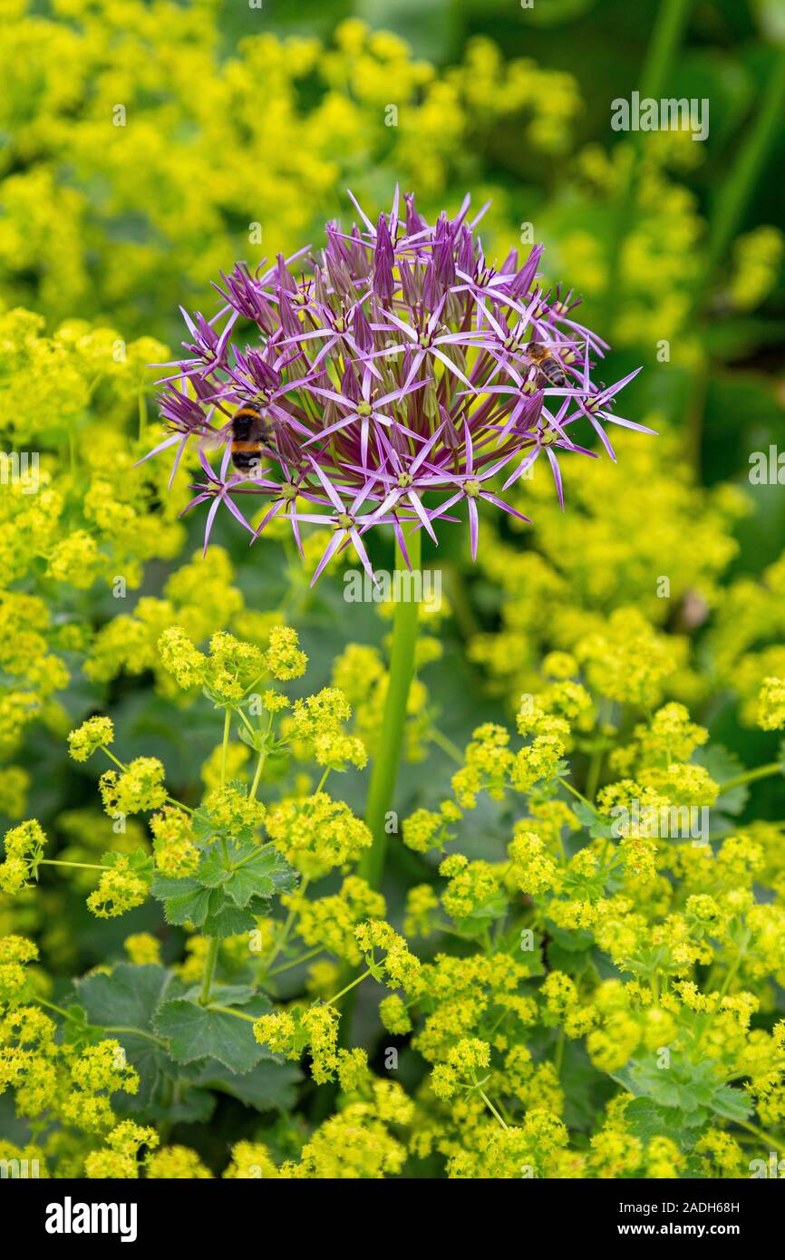 Allium cristophii and Alchemilla mollis Stock Photo - Alamy