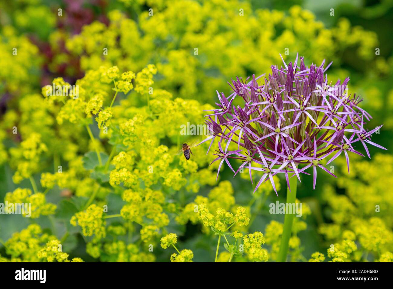 Allium cristophii and Alchemilla mollis Stock Photo - Alamy