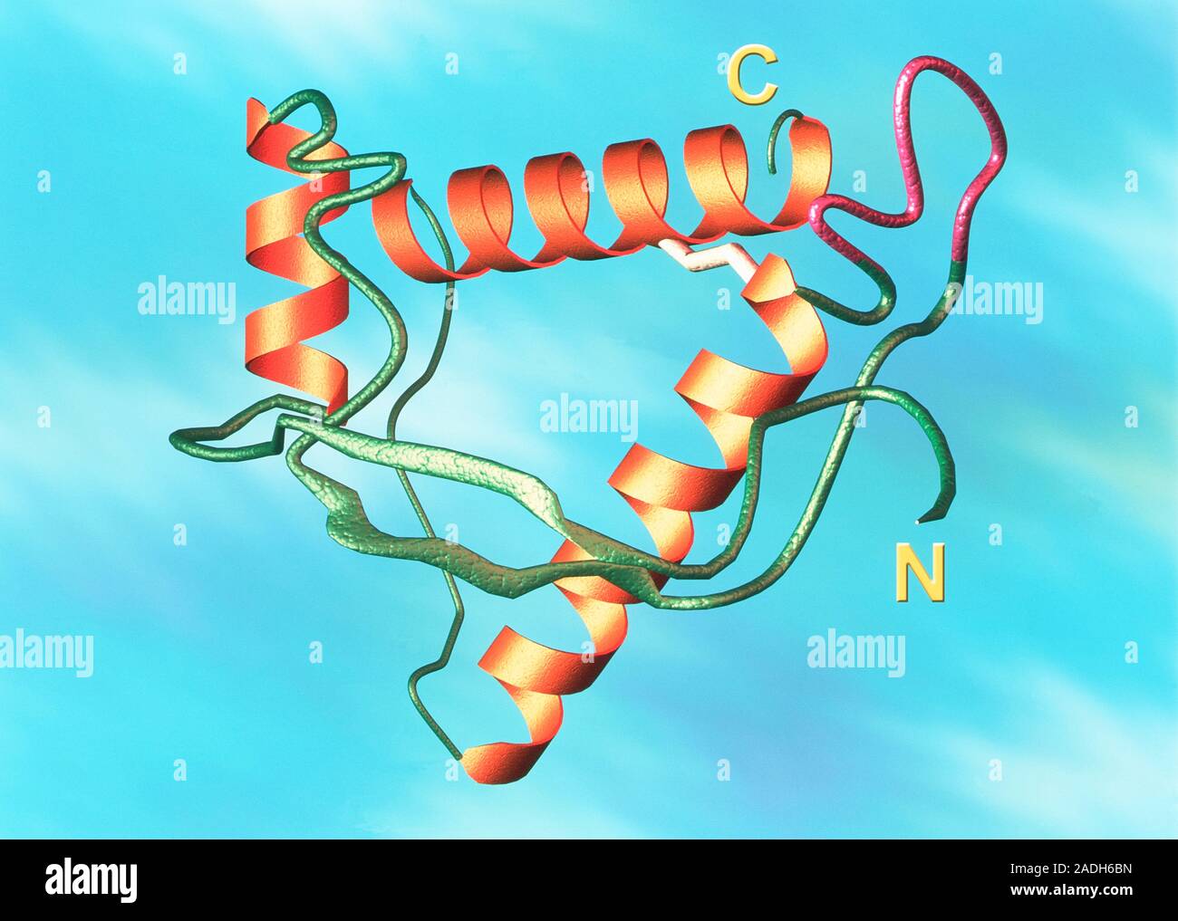 Prion protein. Computer model of the prion protein responsible for ...