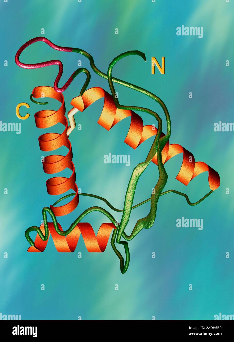 Prion protein. Computer model of the prion protein responsible for ...