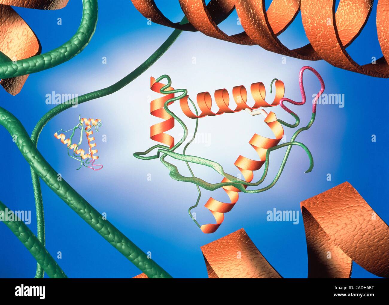 Prion protein. Computer model of molecules of the prion protein ...
