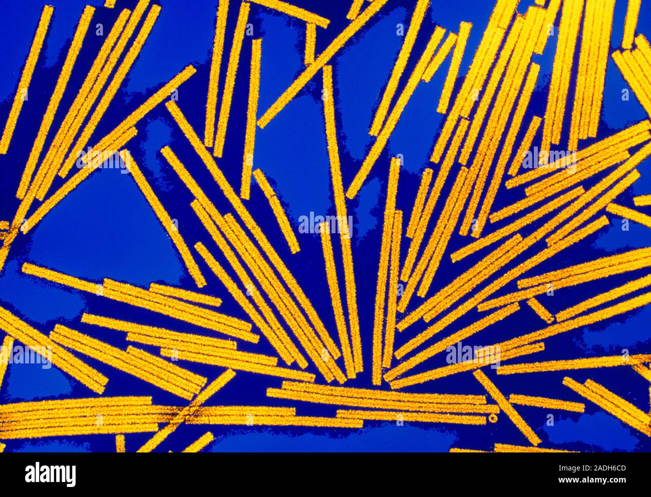 Tobacco mosaic viruses. Coloured transmission electron micrograph of a ...