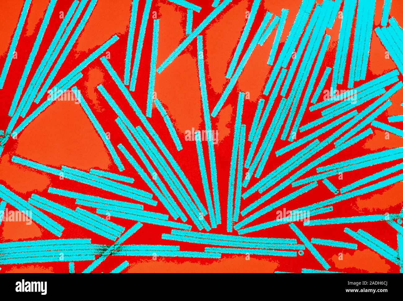 Tobacco mosaic viruses. Coloured transmission electron micrograph of a ...