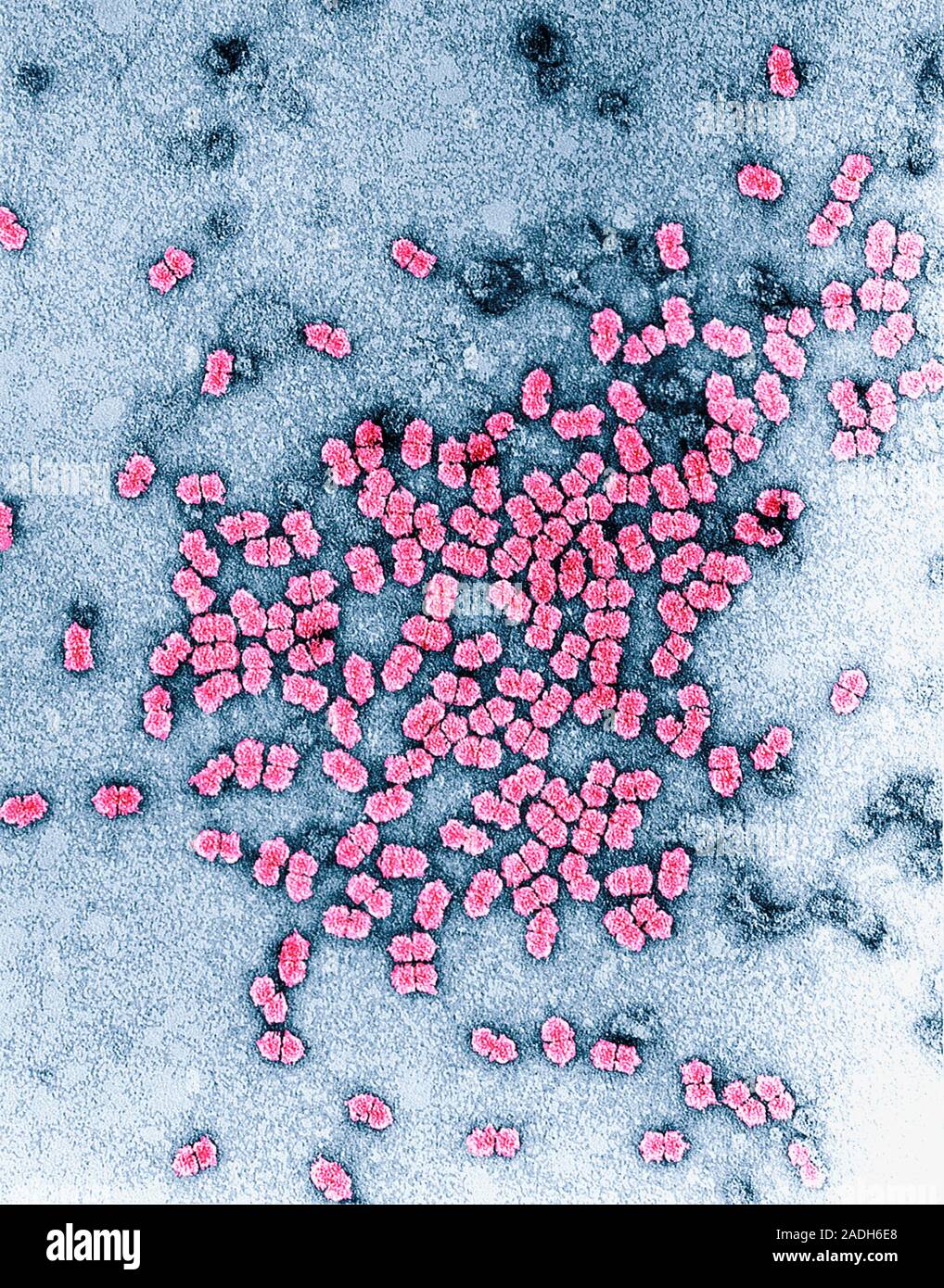 Maize streak virus. Coloured transmission electron micrograph (TEM) of ...