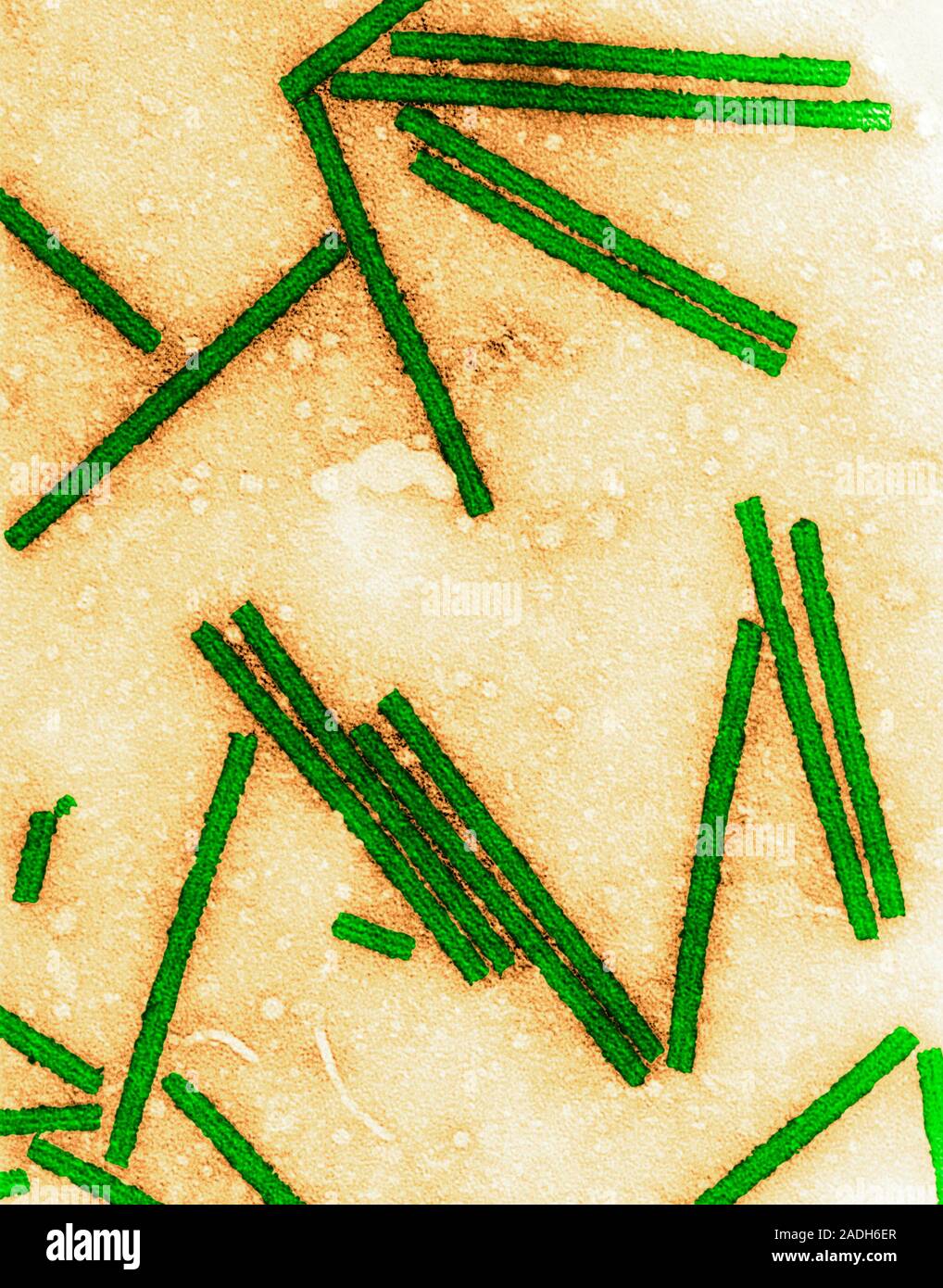 Tobacco mosaic virus. Coloured transmission electron micrograph (TEM ...