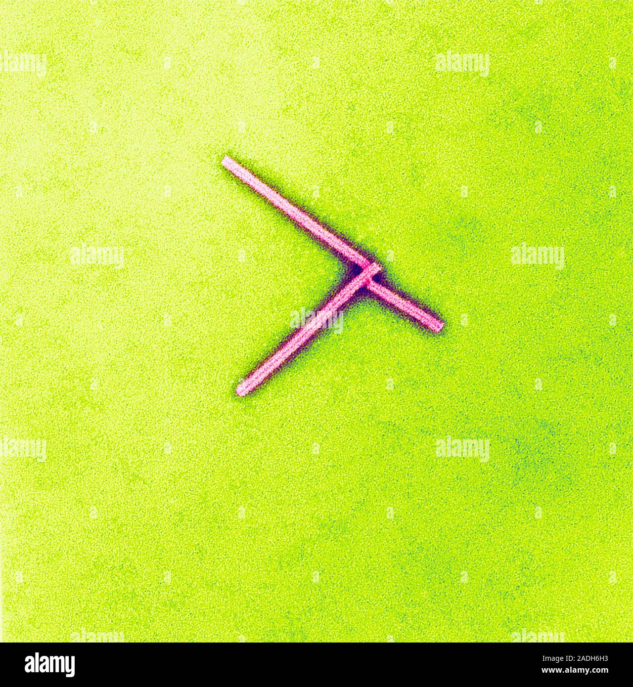 Tobacco mosaic virus. Coloured transmission electron micrograph (TEM ...