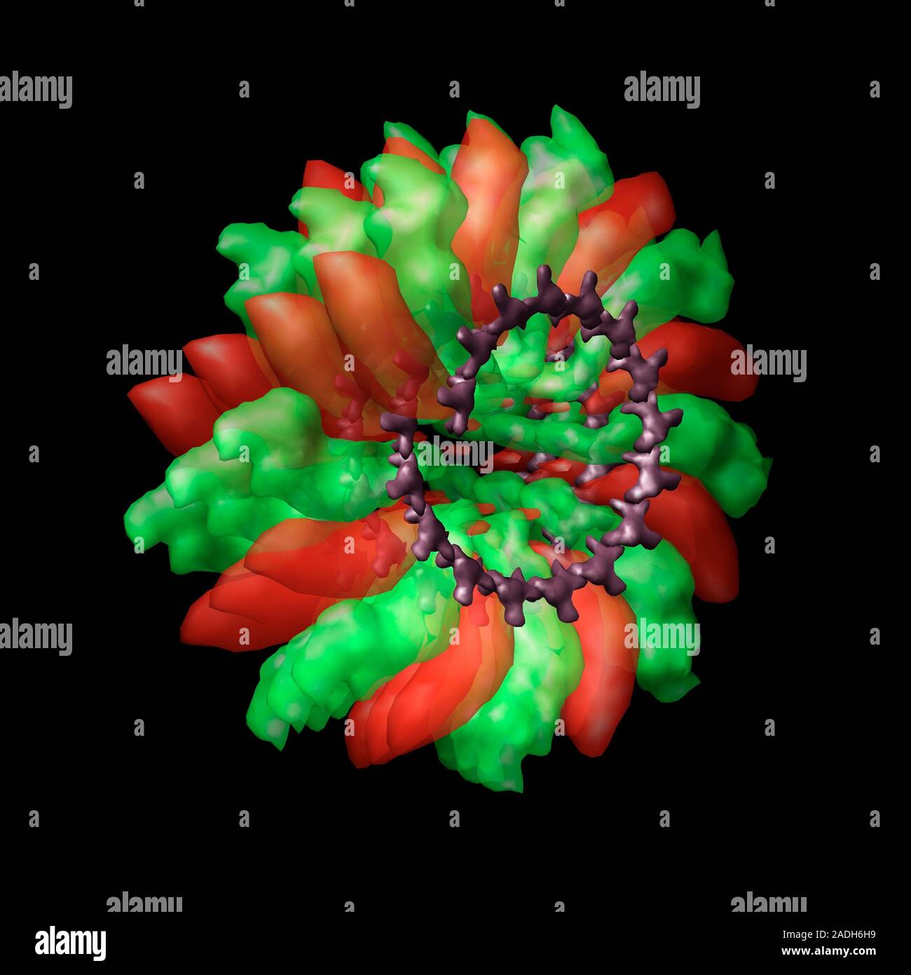 Ribgrass mosaic virus (RMV), computer model. This image was created ...