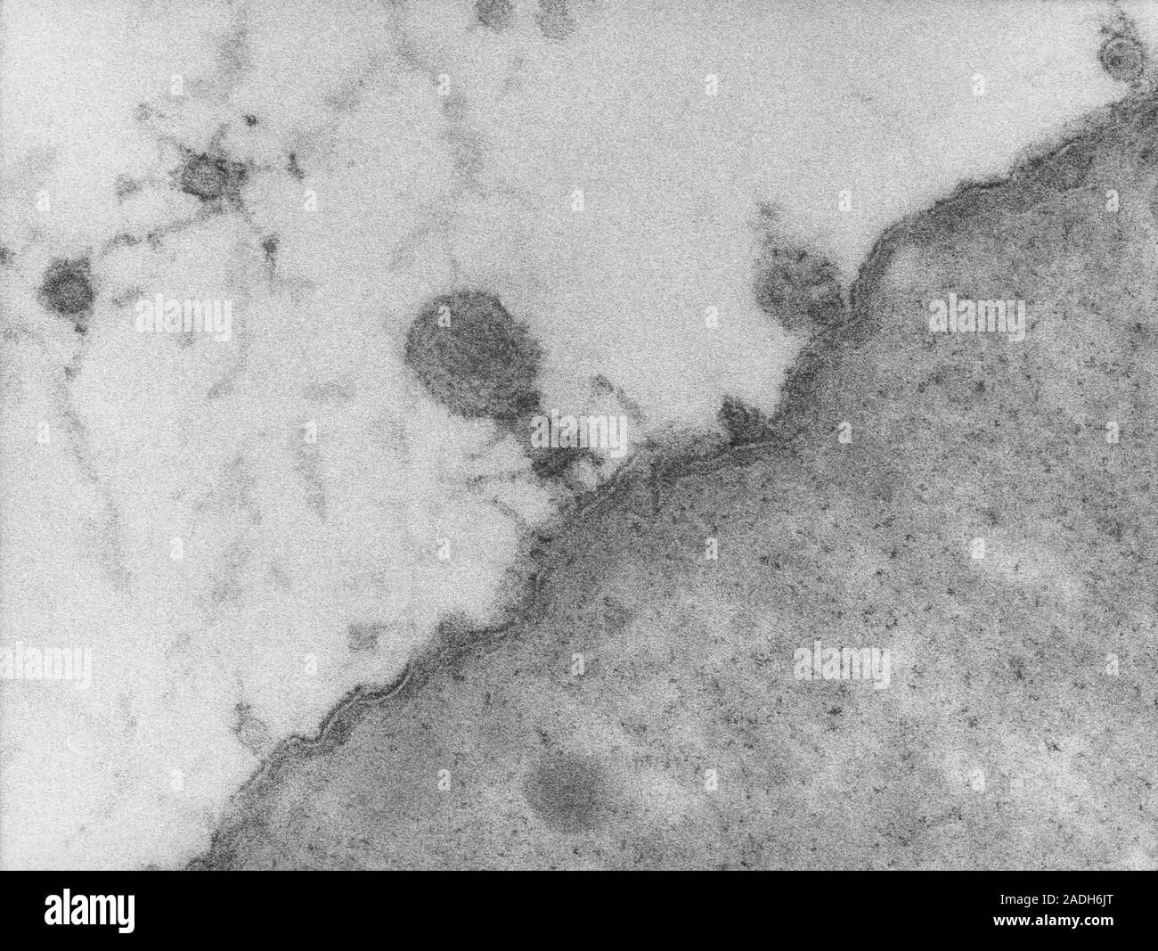 Transmission electron micrograph of bacteriophage T4 (virus infecting ...