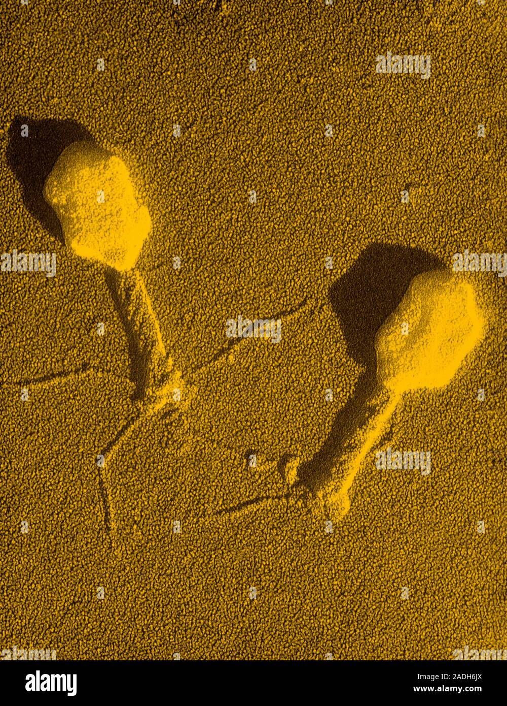 False colour transmission electron micrograph (shadowed) of a T4 ...