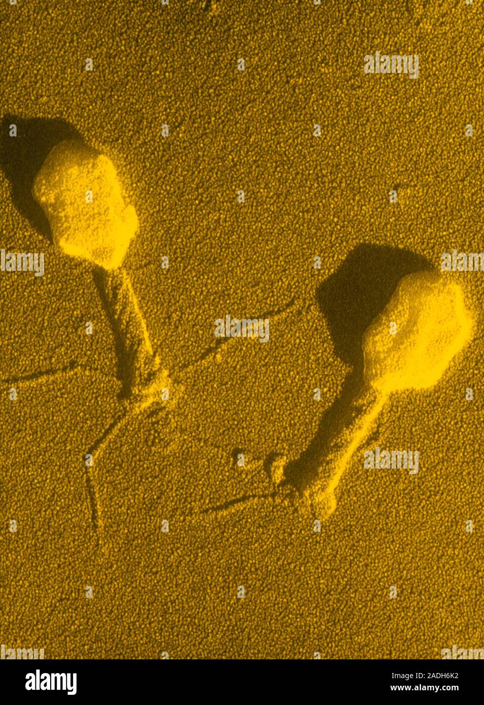 False Colour Transmission Electron Micrograph Shadowed Of A T4 Bacteriophage A Virus That 