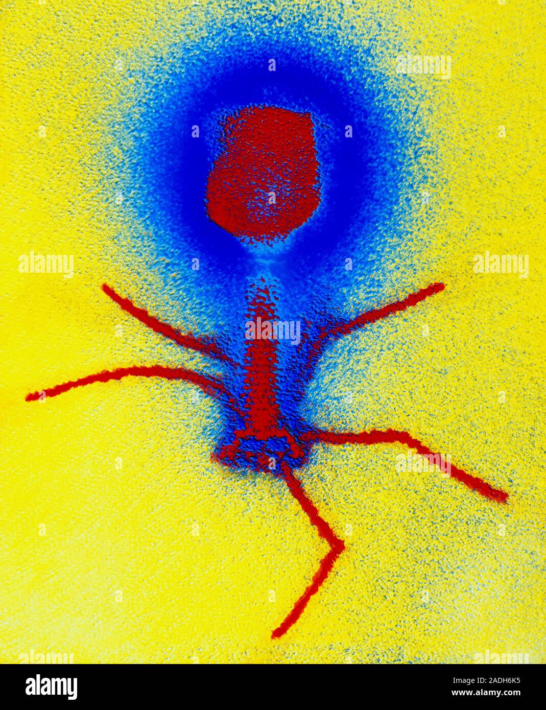 False-colour transmission electron micrograph of a T4 bacteriophage ...