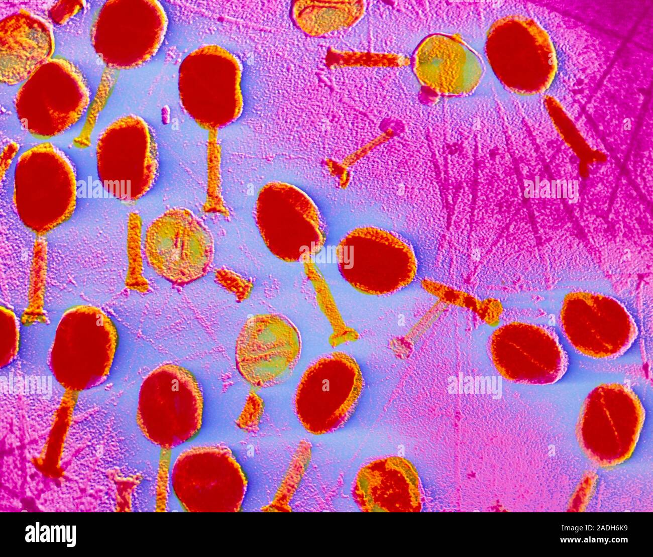False-colour transmission electron micrograph (TEM) of T2 ...
