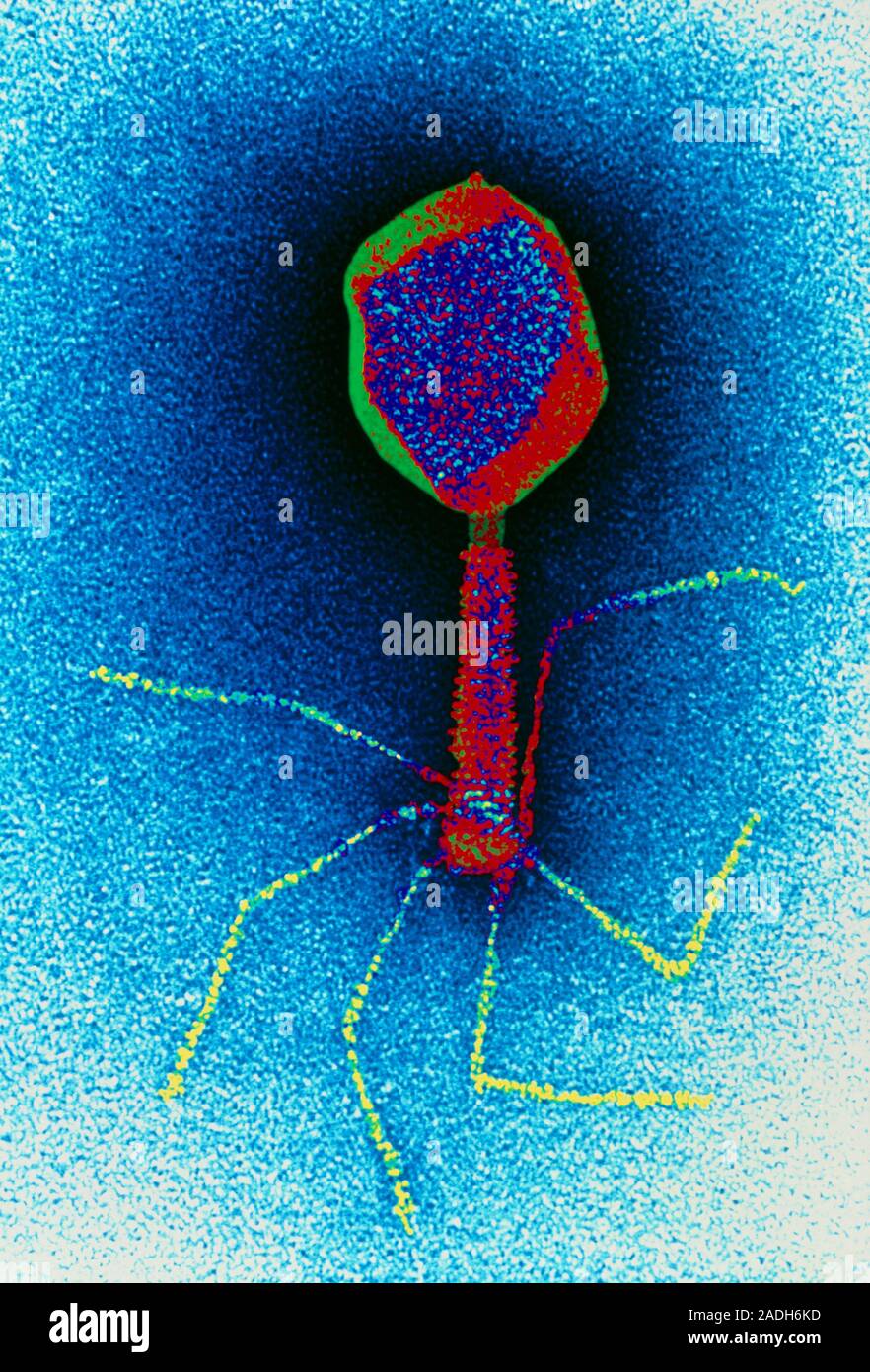 T-bacteriophage. Coloured transmission electron micrograph (TEM) of a single bacteriophage ...