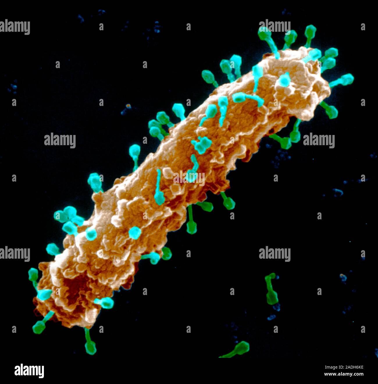 T-bacteriophages on E.coli. Coloured Scanning Electron Micrograph (SEM) of T-bacteriophage ...