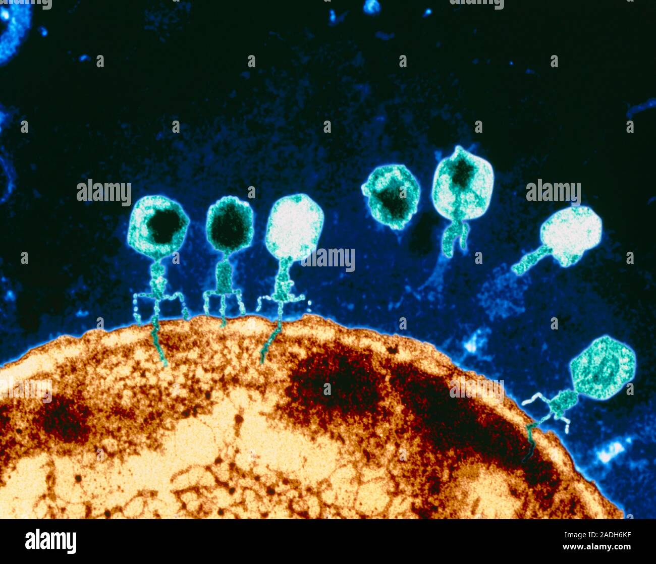 T-bacteriophages on E.coli. Coloured Transmission Electron Micrograph ...