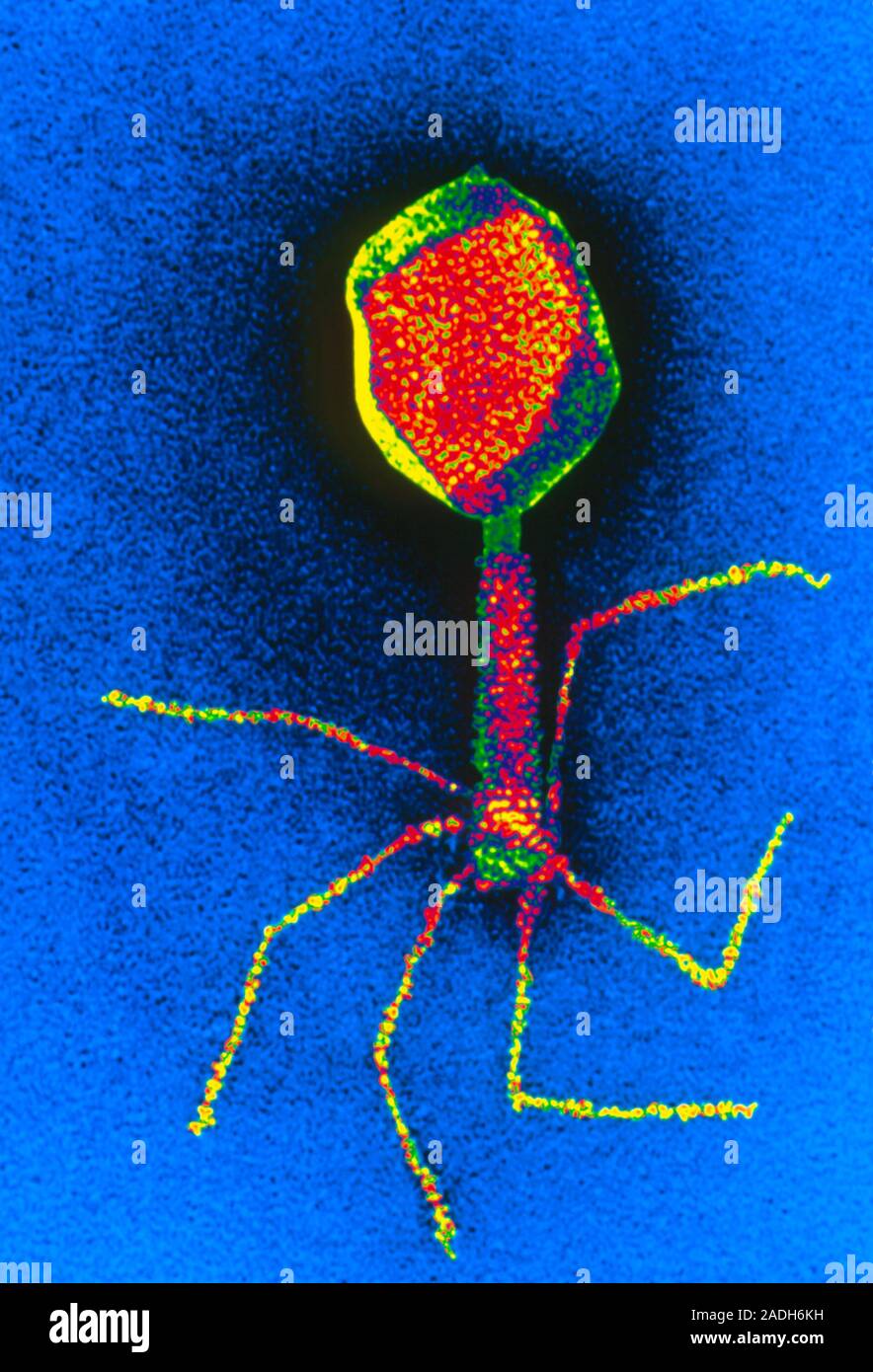 T-bacteriophage. Coloured transmission electron micrograph (TEM) of a single bacteriophage ...