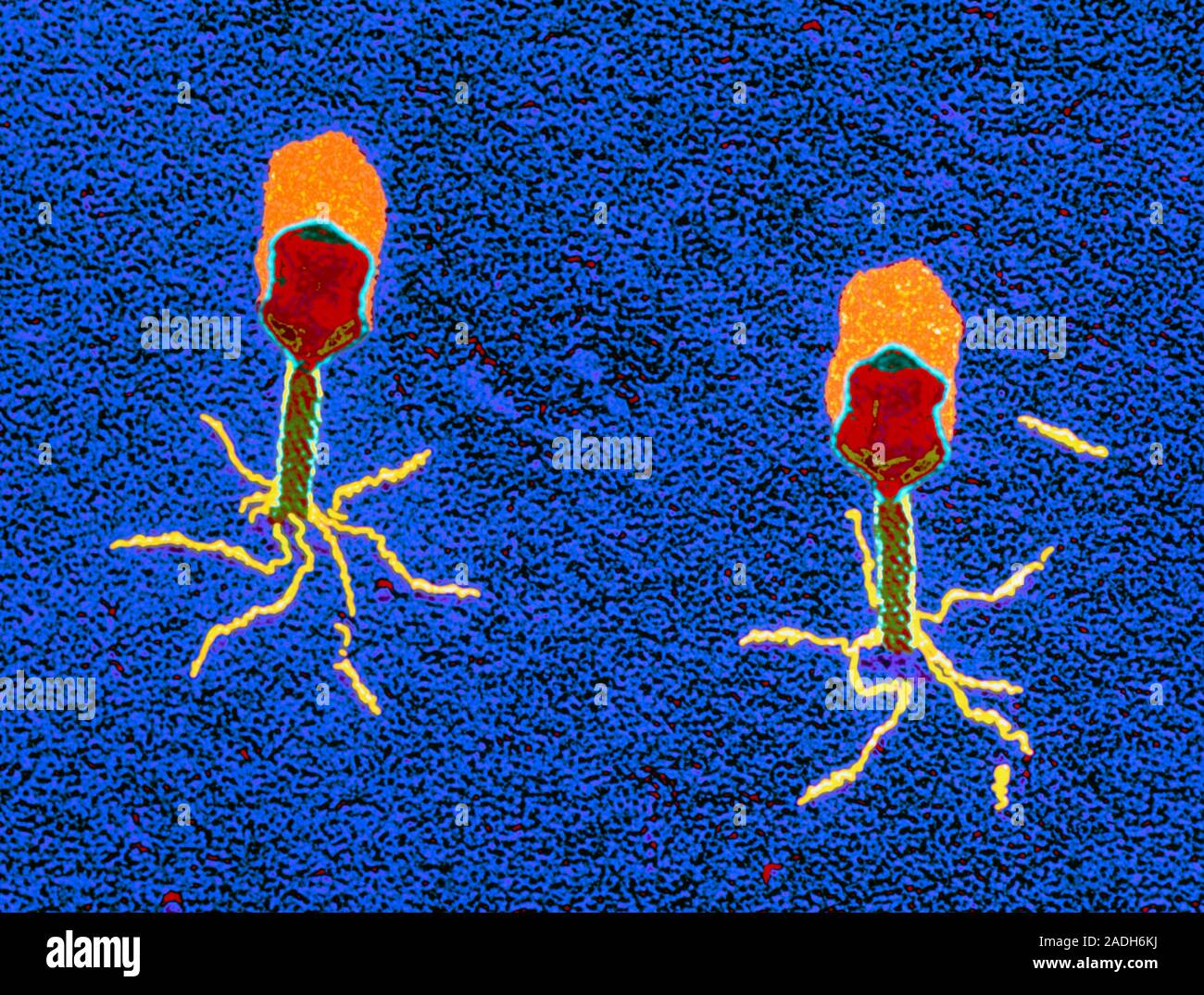 T-bacteriophages on E. coli. Coloured Transmission Electron Micrograph (TEM) of two T ...