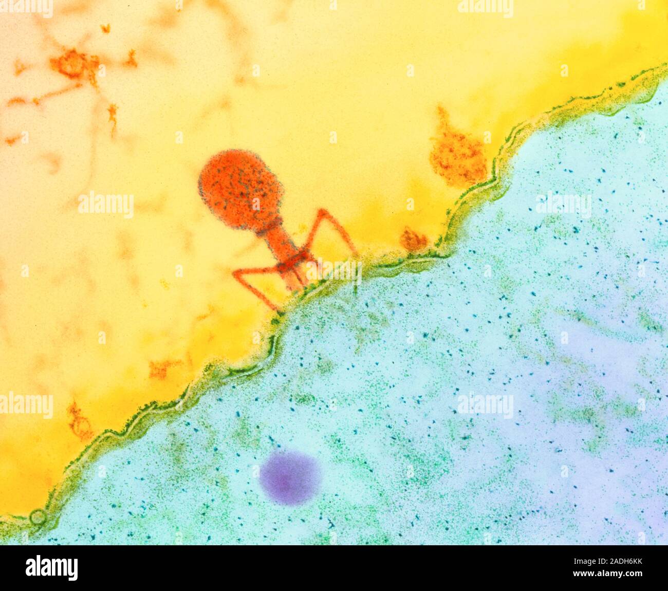 Bacteriophage. Coloured transmission electron micrograph of a T4 ...