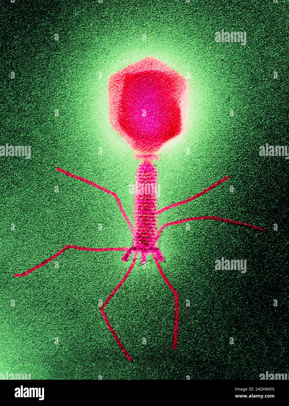 T4 bacteriophage. Coloured transmission electron micrograph (TEM) of a T4 bacteriophage virus ...