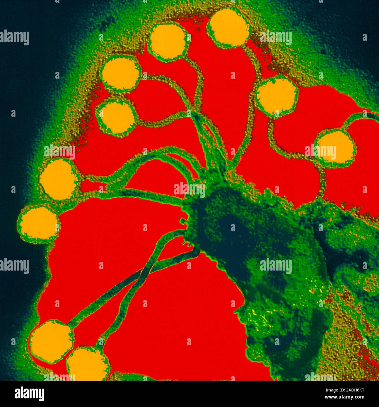 Bacteriophage viruses. Coloured transmission electron micrograph (TEM) of a section through ...