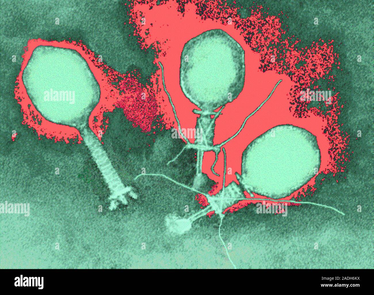 T4 bacteriophage. Coloured transmission electron micrograph (TEM) of T4 bacteriophage viruses ...
