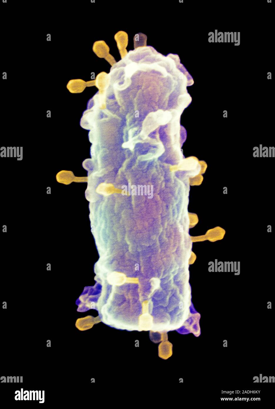 T4 bacteriophages on E.coli. Coloured scanning electron micrograph (SEM) of T4 bacteriophage ...