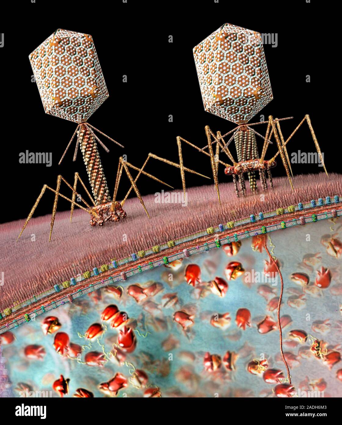 This image may not be used in educational posters T4 bacteriophages ...