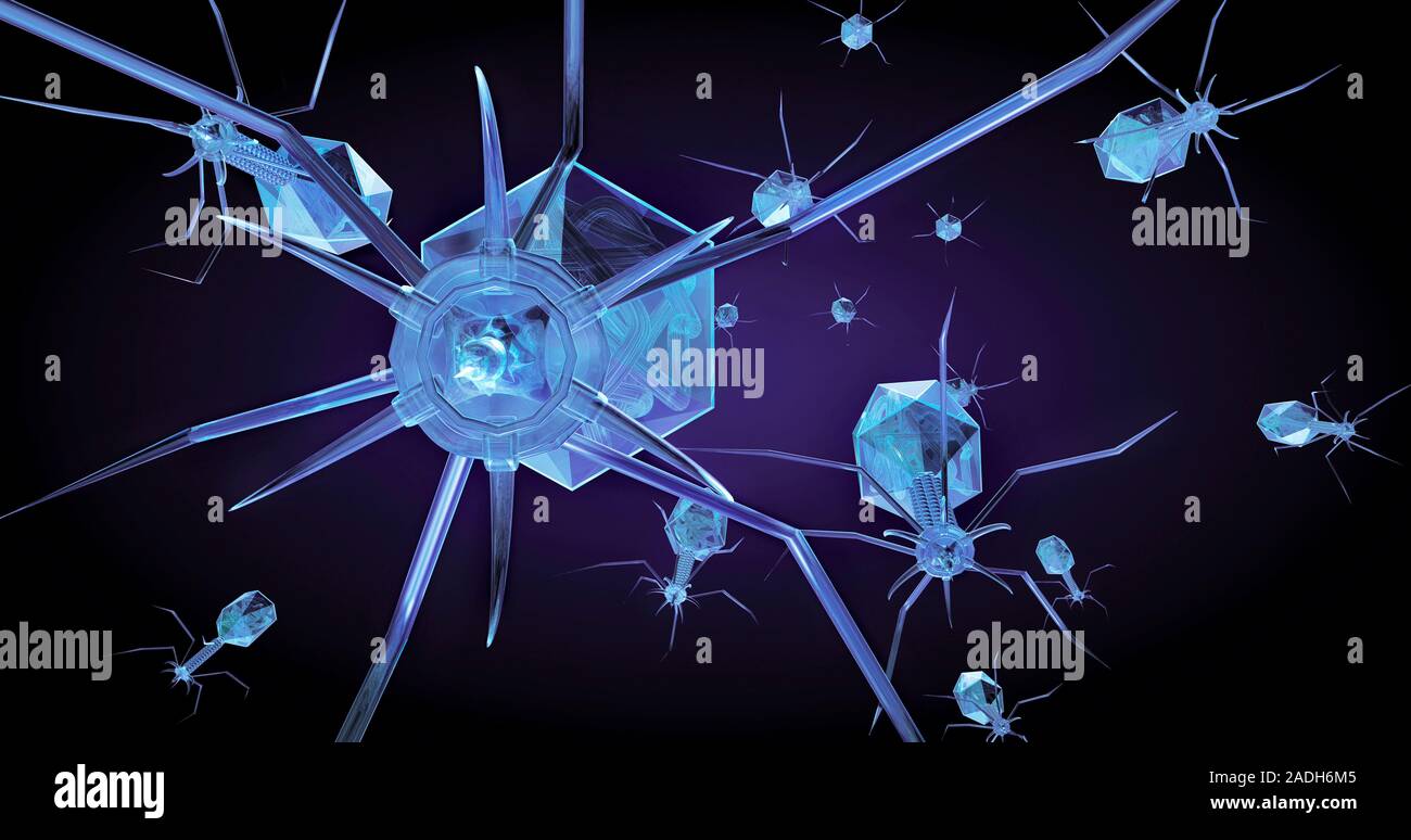 Bacteriophage virus particles, computer illustration. A bacteriophage ...