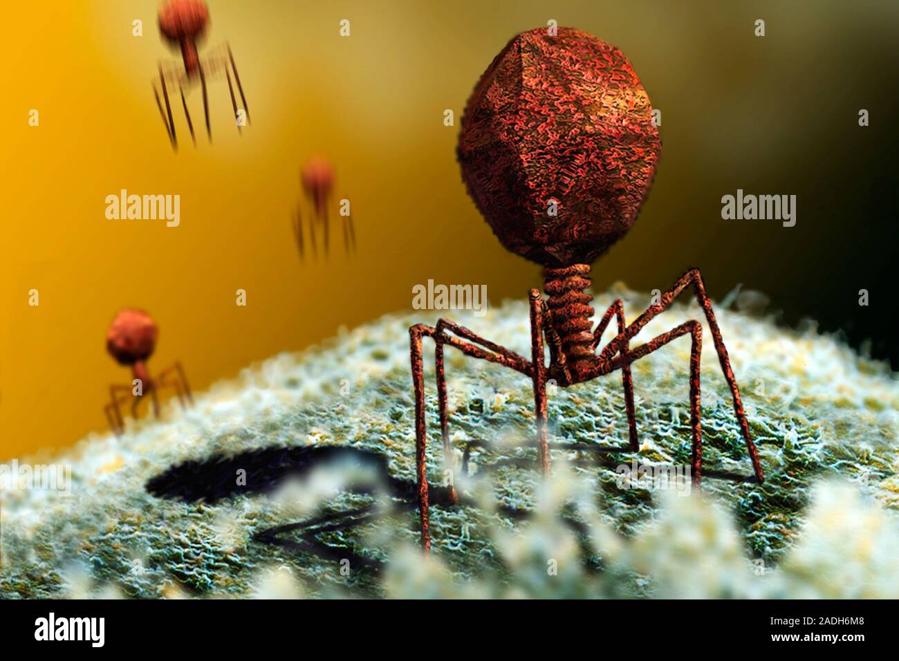 Bacteriophage viruses. Computer artwork of T- bacteriophages, or phages ...