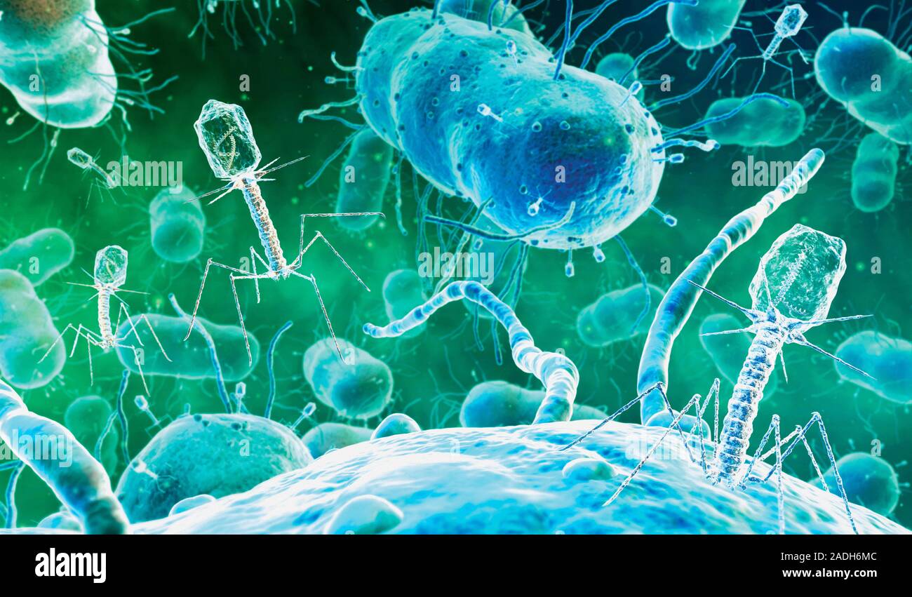 Bacteriophage viruses. Computer artwork of T- bacteriophages, or phages (small particles in ...