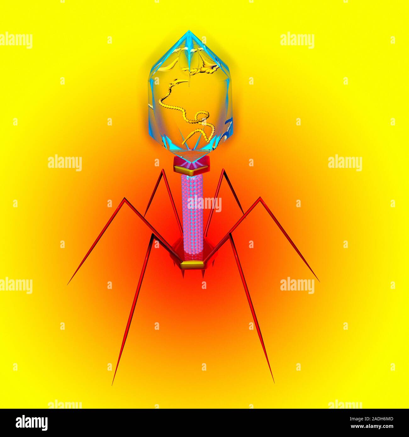 Bacteriophage virus, computer artwork. A bacteriophage, or phage, is a ...