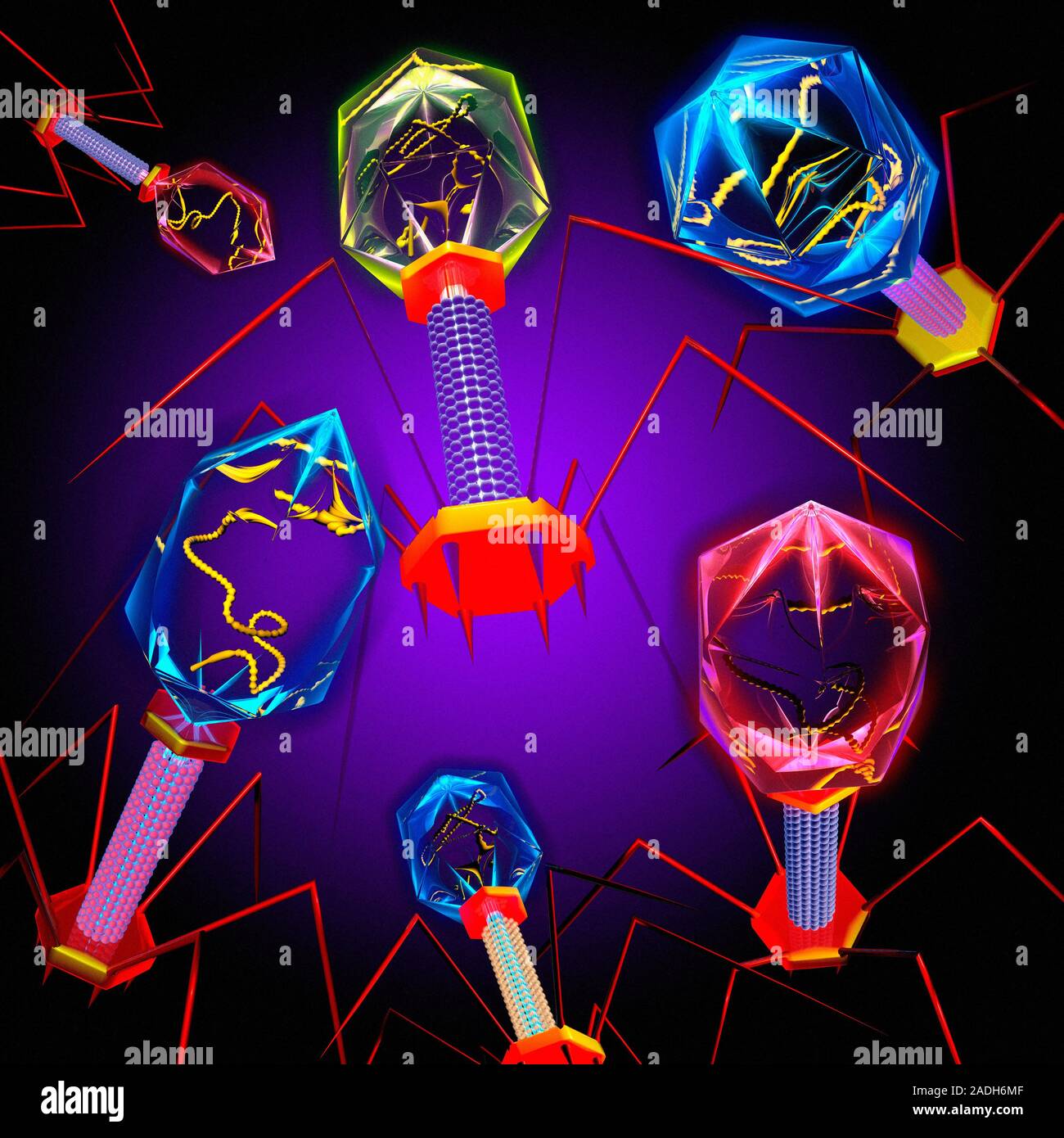 Bacteriophage viruses, computer artwork. A bacteriophage, or phage, is ...
