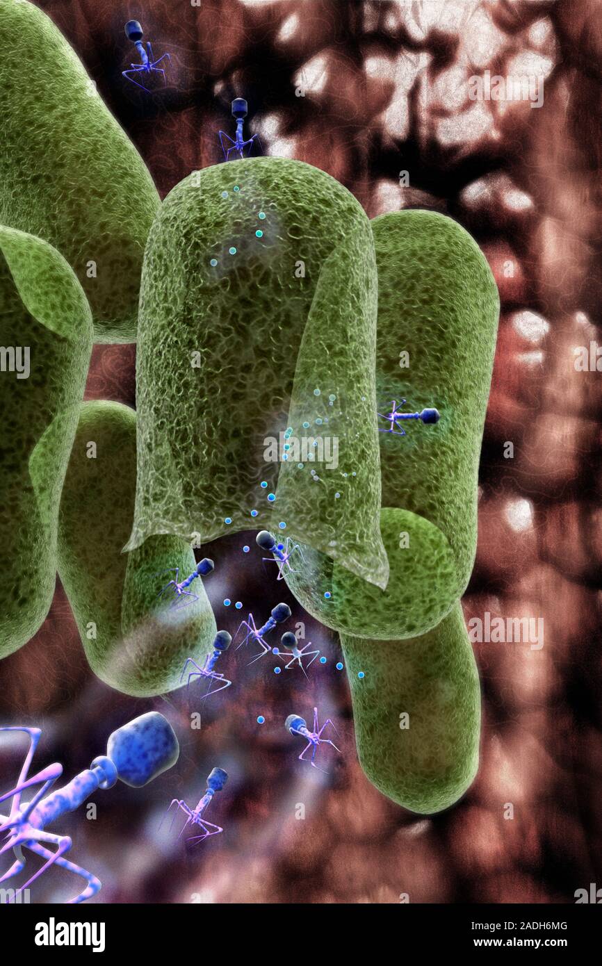 Bacteriophage virions (purple) attacking bacteria (green), computer ...