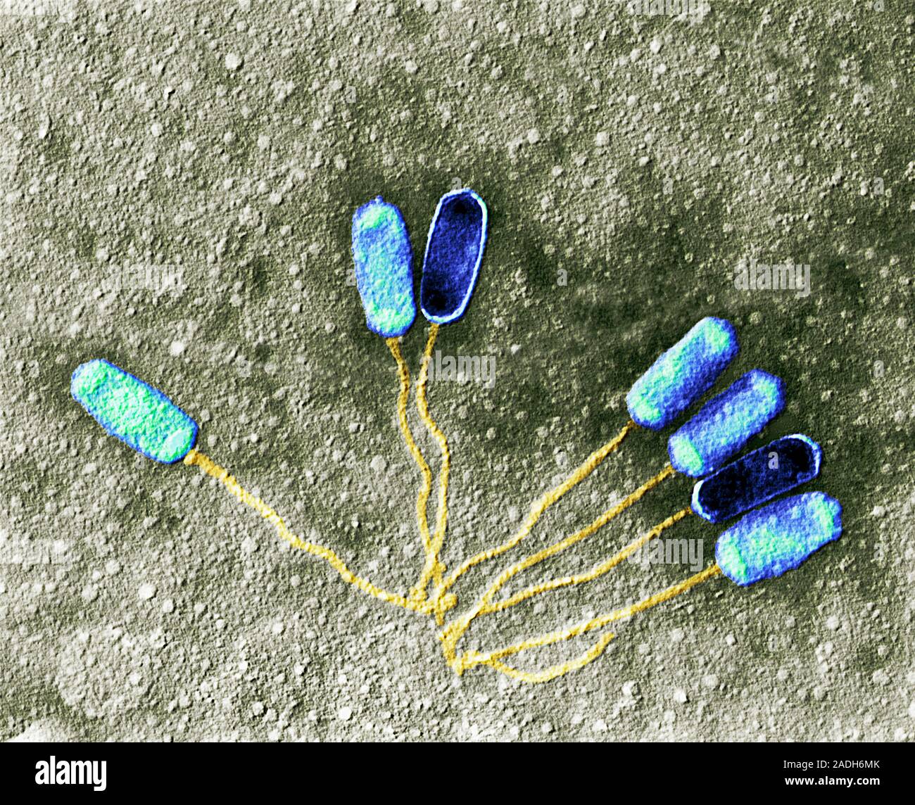 Bacteriophage virions. Coloured transmission electron micrograph (TEM) of bacteriophage virions ...