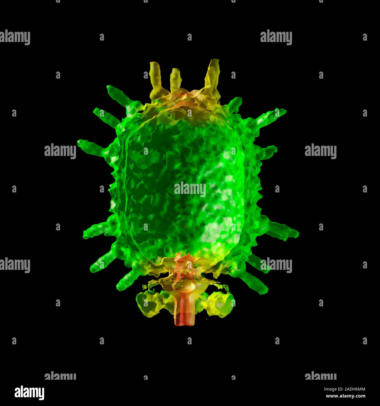 Bacteriophage phi29, computer model. Cross section of phi29 created ...