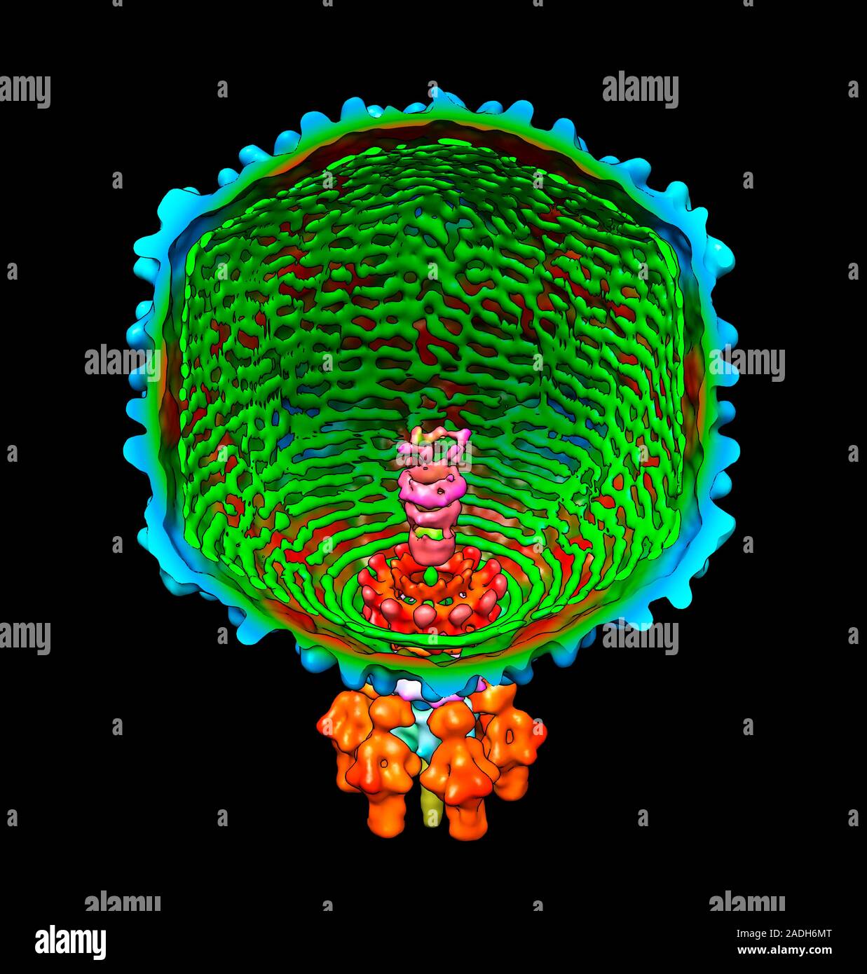 Bacteriophage P22, computer model. Cutaway view of P22 created with ...