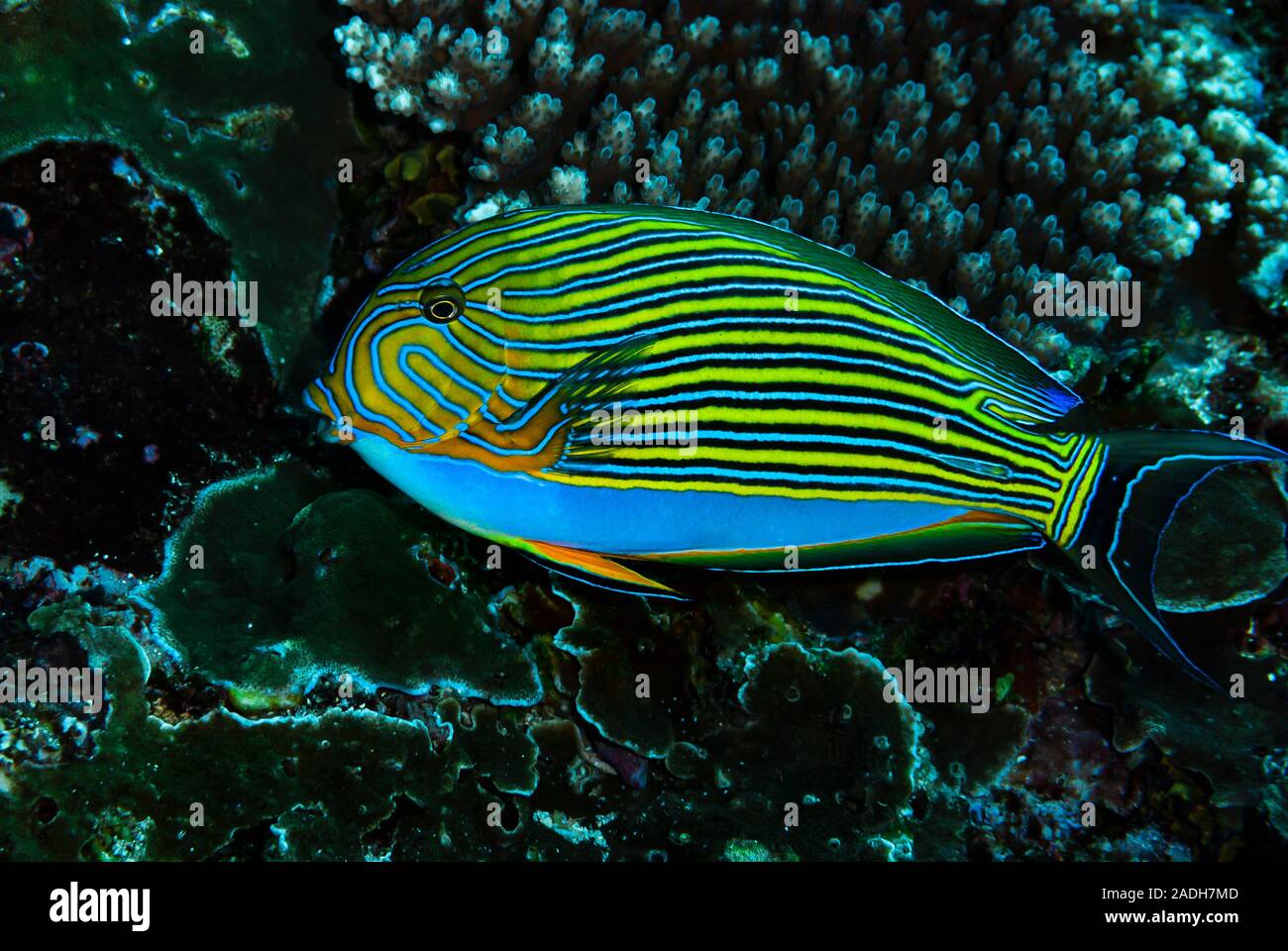 Acanthurus lineatus hi-res stock photography and images - Alamy