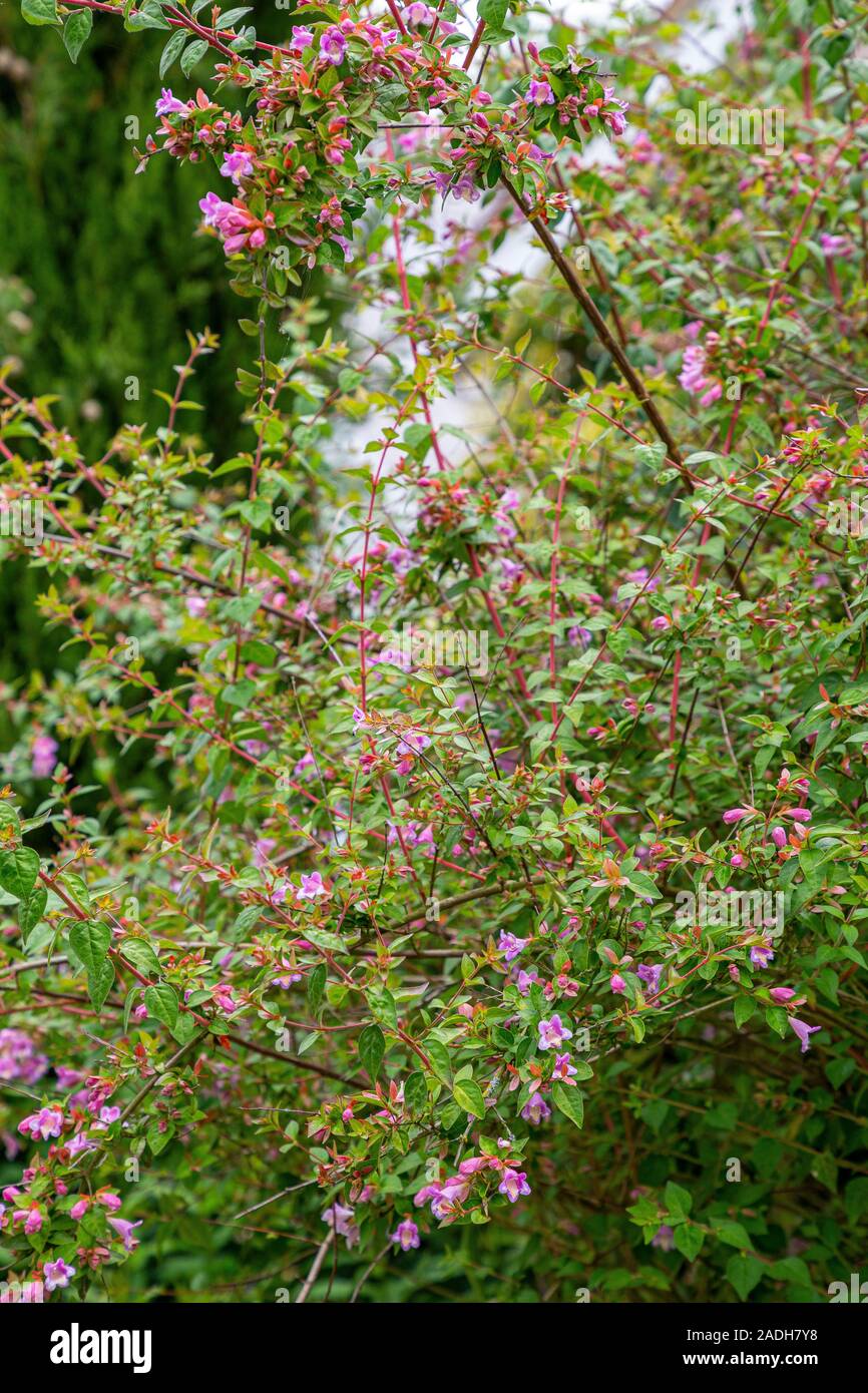 Parvifolia hi-res stock photography and images - Alamy