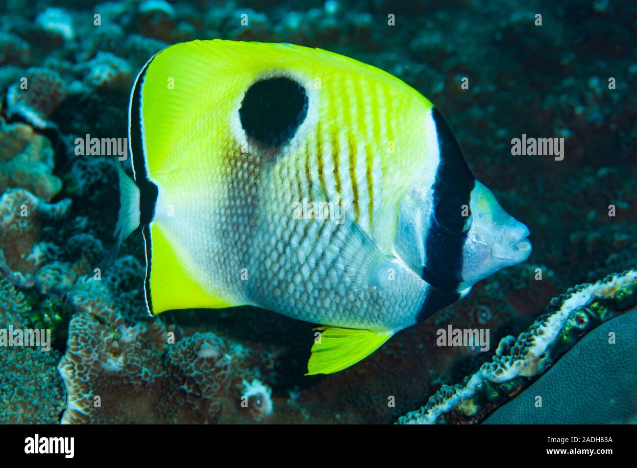 Teardrop butterfly fish hi-res stock photography and images - Alamy