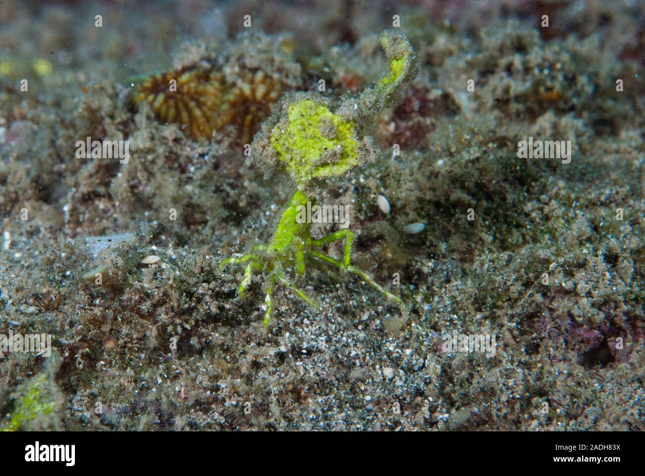 Arrowhead Crab Huenia heraldica Stock Photo - Alamy