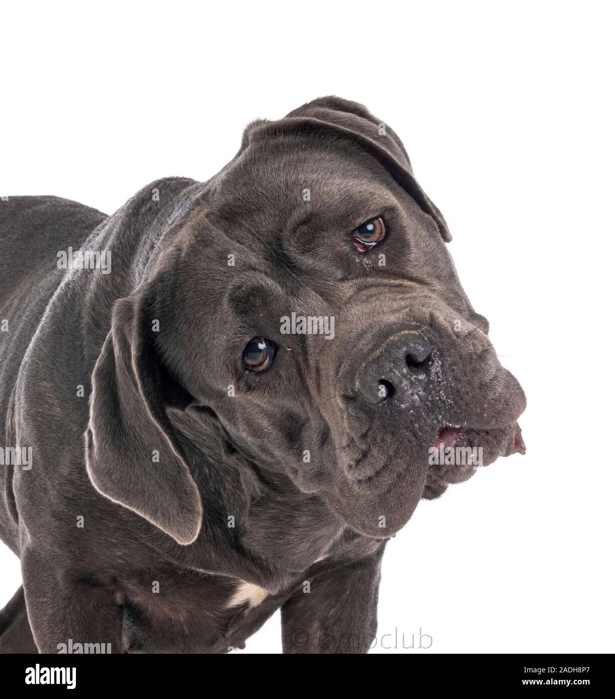 italian mastiff in front of white background Stock Photo - Alamy