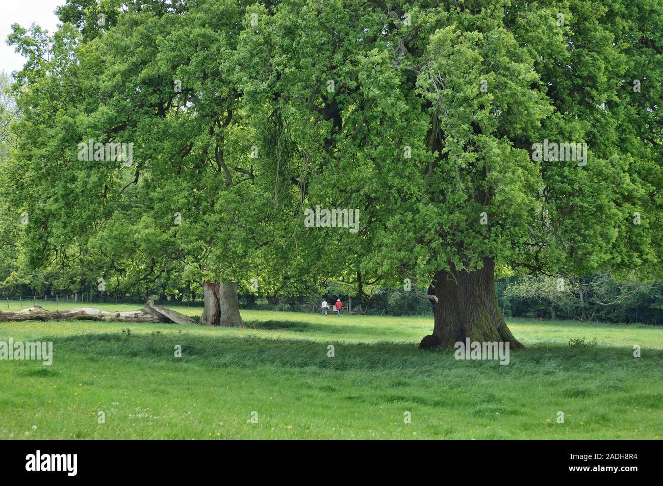 Wyken vineyards hi-res stock photography and images - Alamy