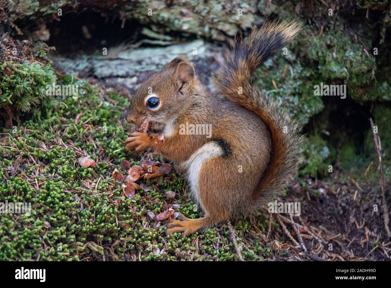 American Red Squirrel (Tamiasciurus hudsonicus Stock Photo - Alamy