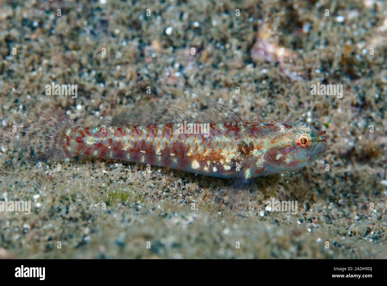 Sand goby hi-res stock photography and images - Alamy