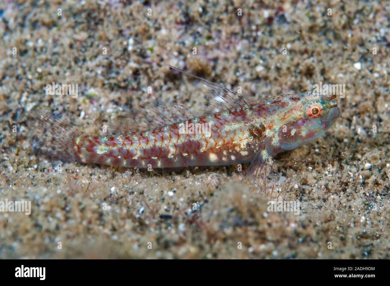 Sand gobies hi-res stock photography and images - Alamy
