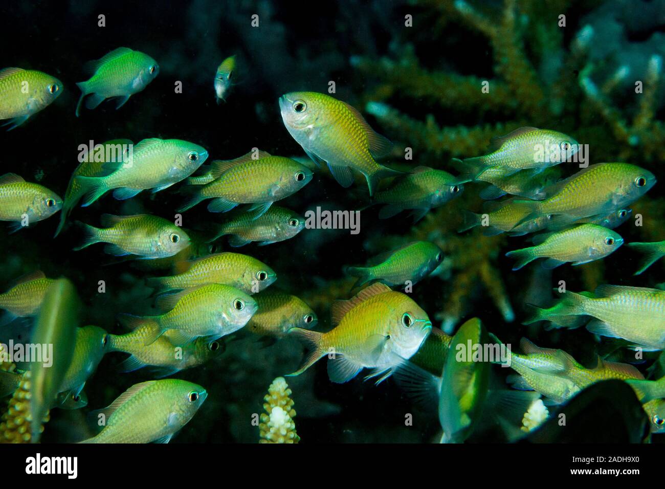 Blue-Green Chromis Chromis viridis Stock Photo - Alamy