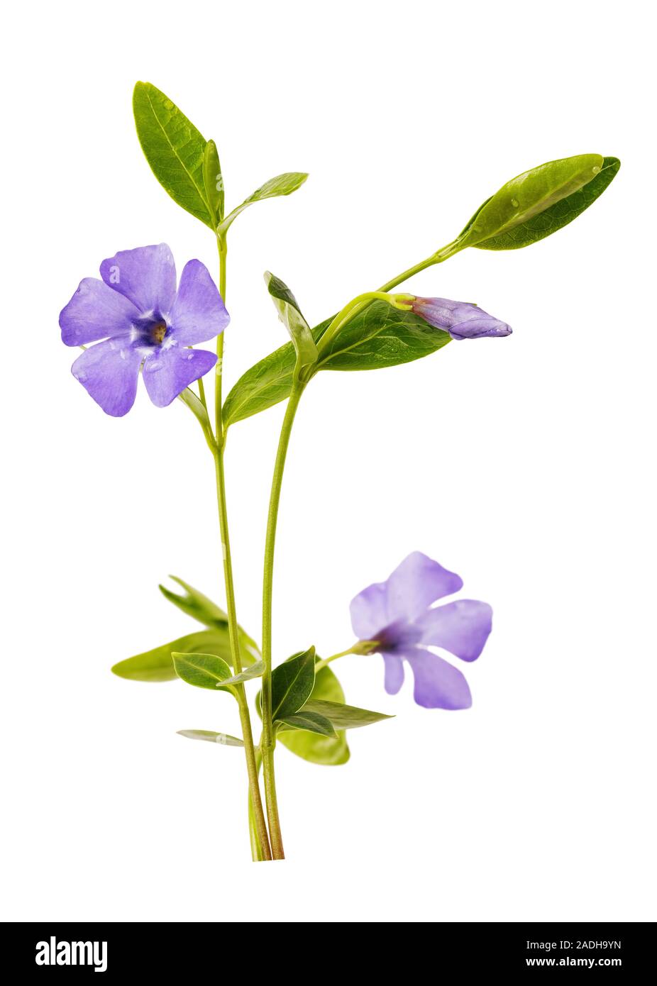 Blooming periwinkle (Vinca) Isolated on a white background. It is used ...
