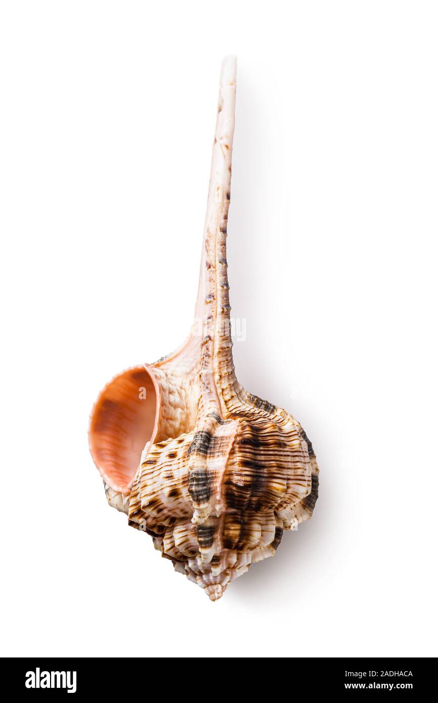 Seashell with a long tail isolated on a white background. Murex ...