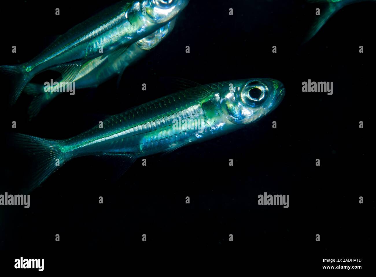 Hardyhead fish hi-res stock photography and images - Alamy