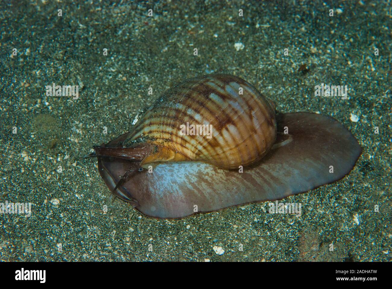 Channeled Tun Snail (Tonna canaliculata Stock Photo - Alamy